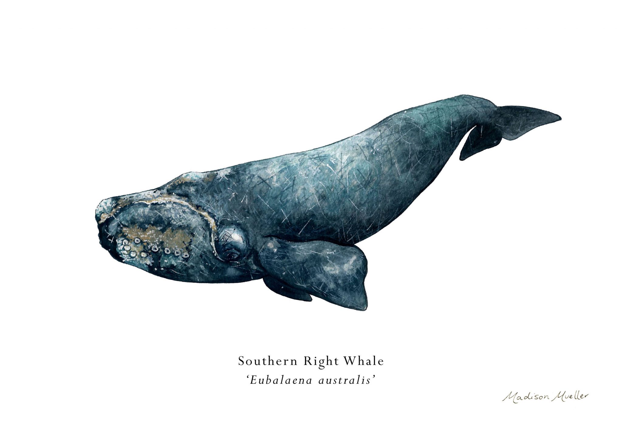 Madison Mueller | Southern Right Whale