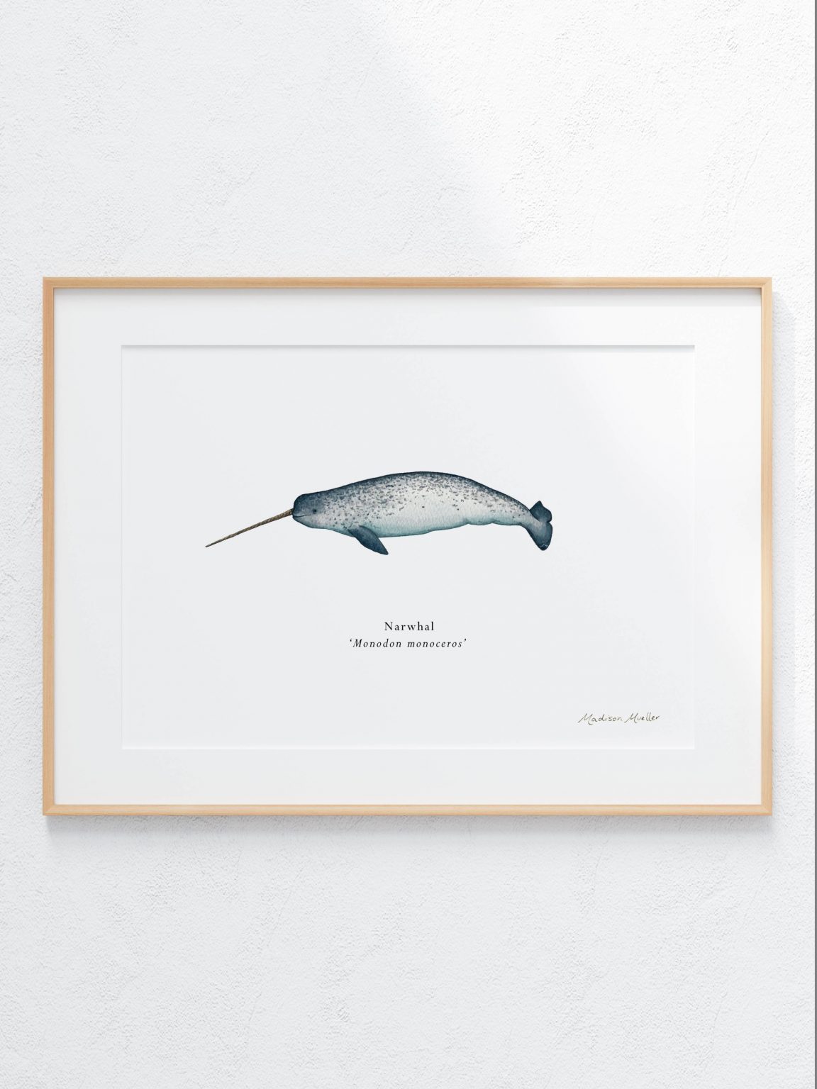 Madison Mueller | Narwhal