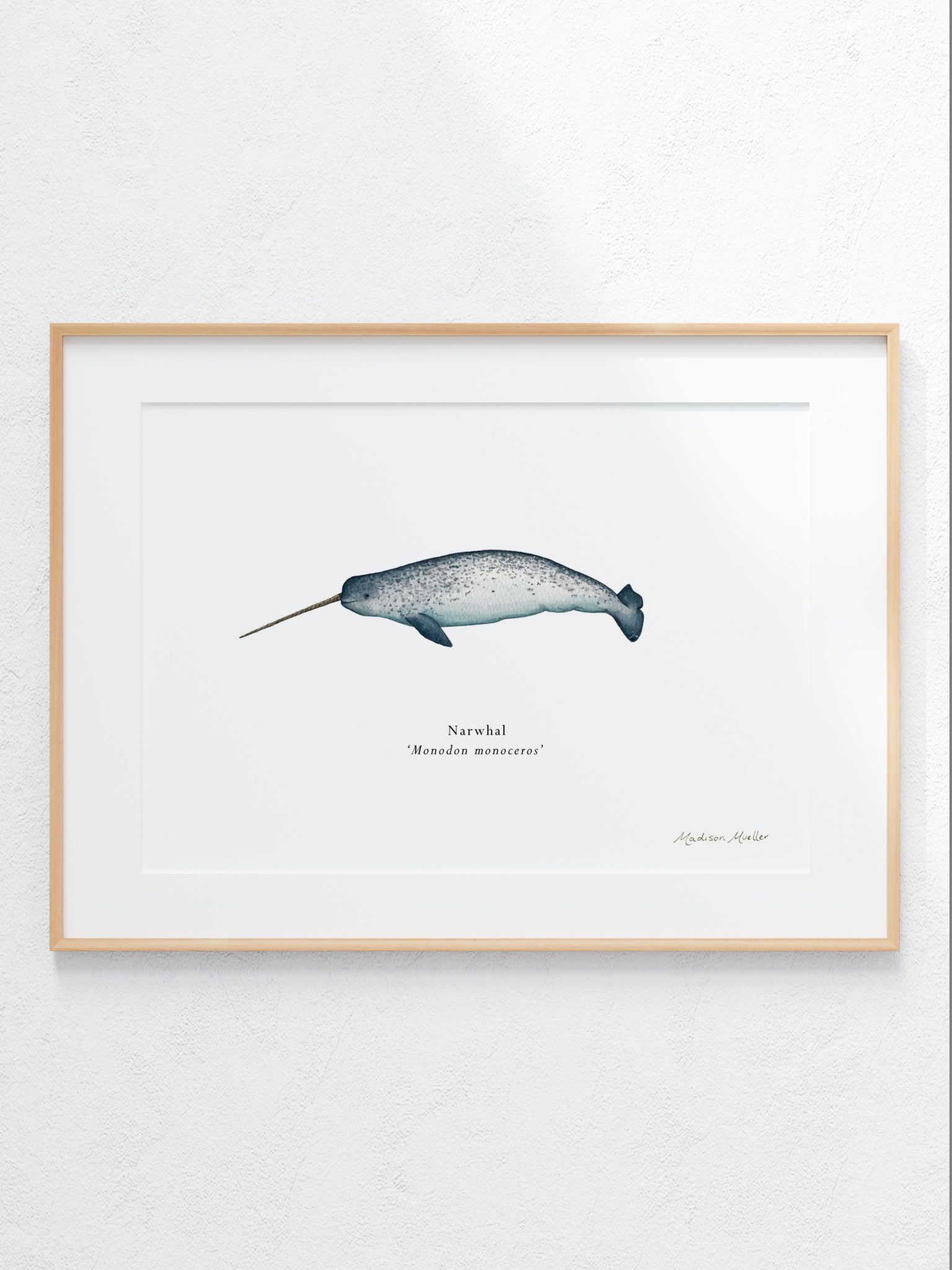 Madison Mueller | Narwhal
