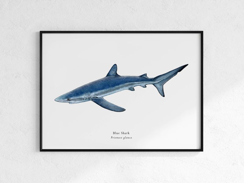 Madison Mueller | Blue Shark ‘Prionace glauca’
