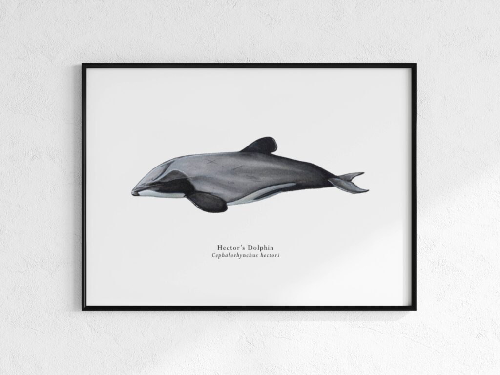Madison Mueller | Hectors Dolphin