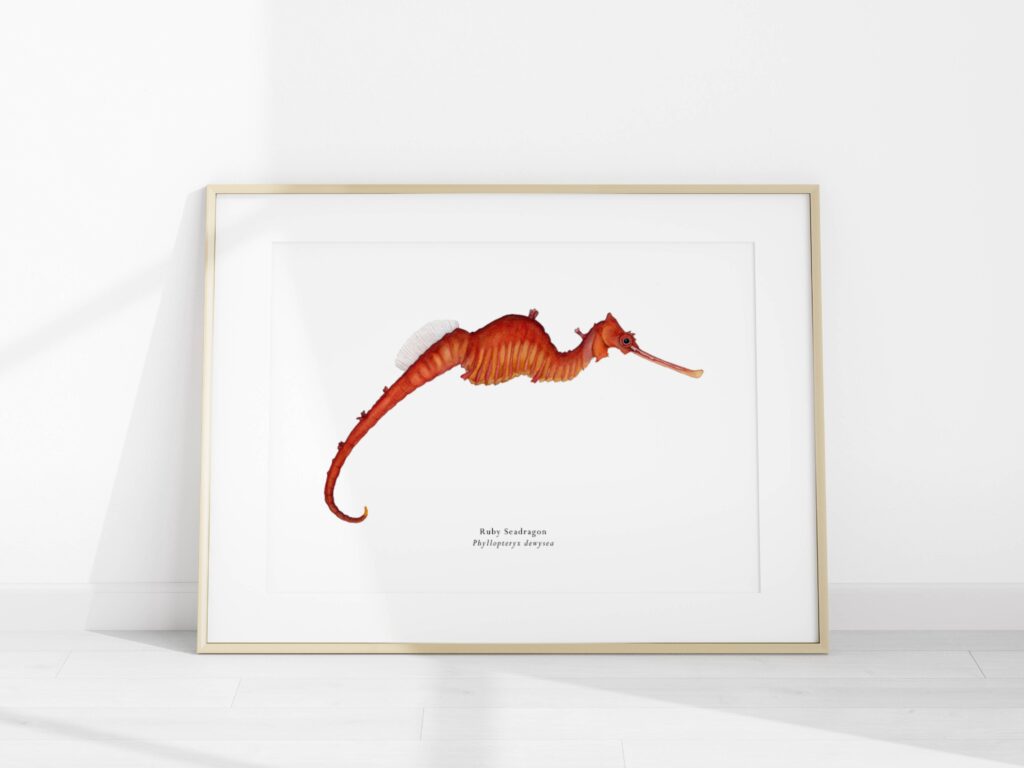 Madison Mueller | Ruby Sea Dragon